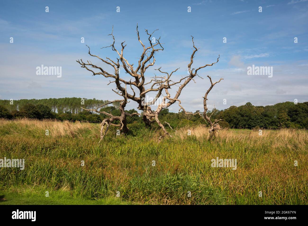 Dead tree sculpture hi-res stock photography and images - Alamy