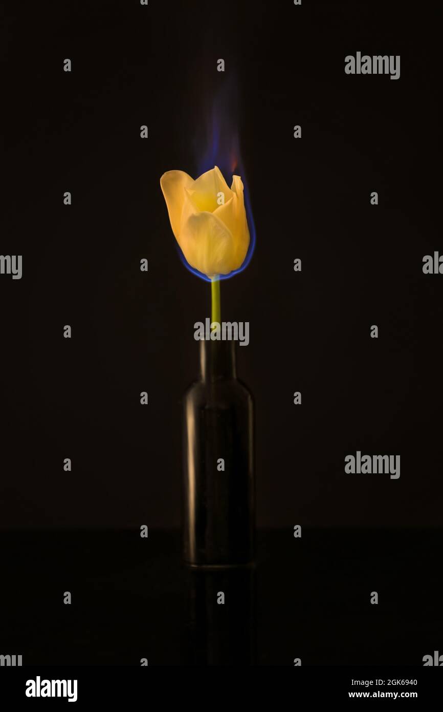 Burning tulip on black background Stock Photo - Alamy