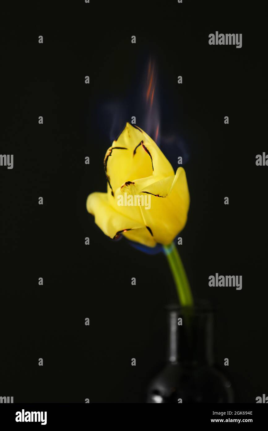 Burning tulip on black background Stock Photo - Alamy