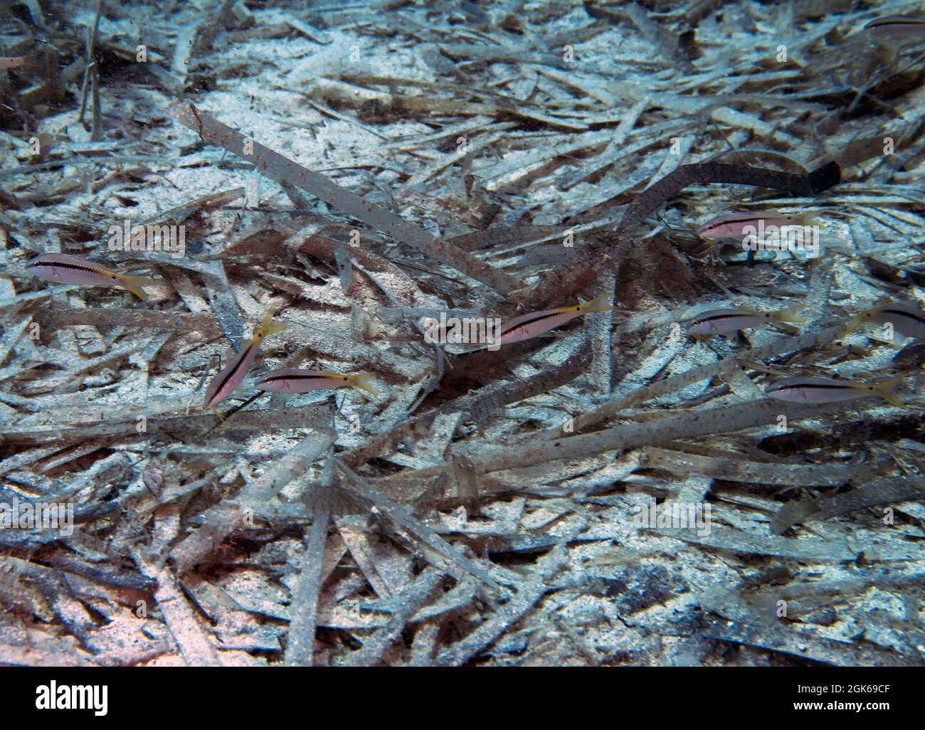Red sea goatfish hi-res stock photography and images - Alamy