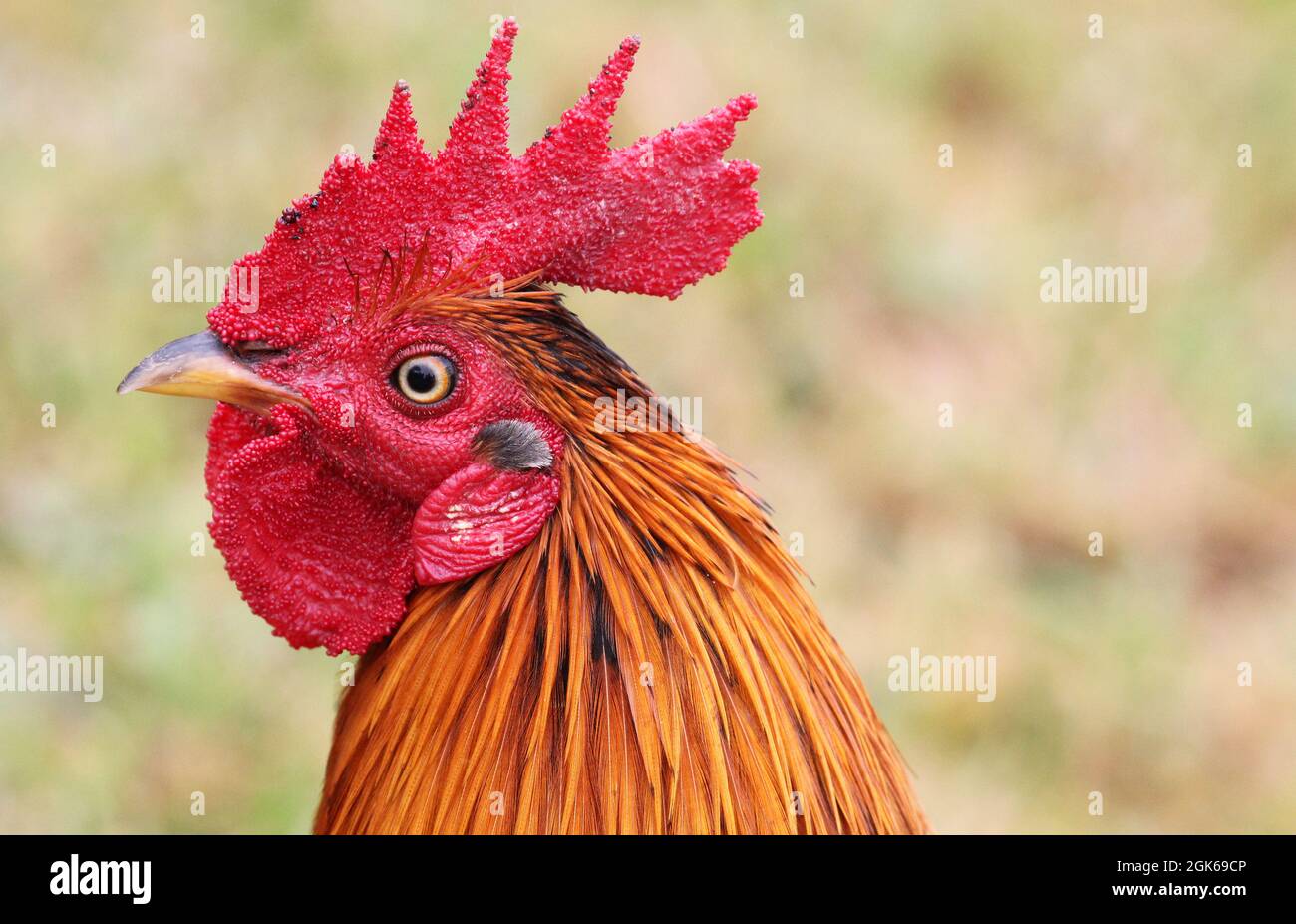 Wild hawaiian rooster Stock Photo - Alamy