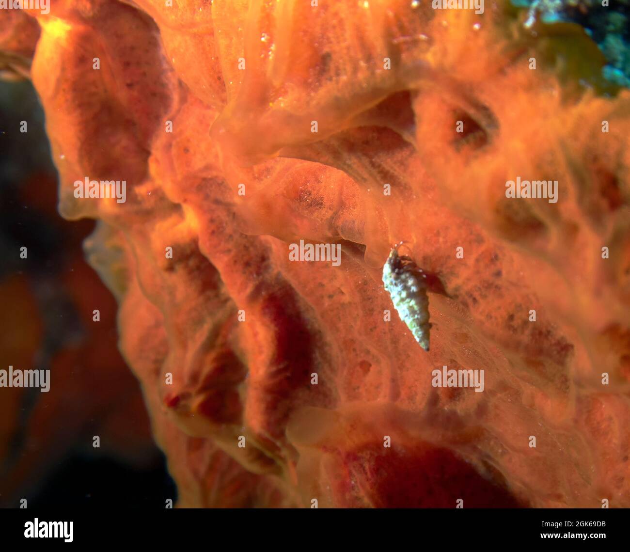 A tiny Hermit Crab (Dardanus sp.) in the Mediterranean Sea Stock Photo ...