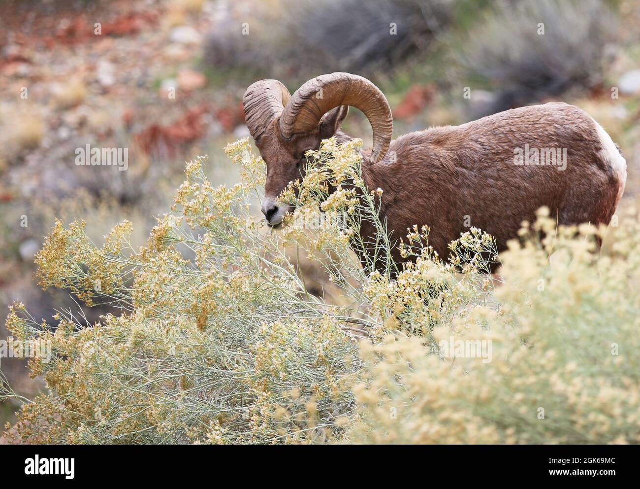 Hiding behind bush hi-res stock photography and images - Alamy