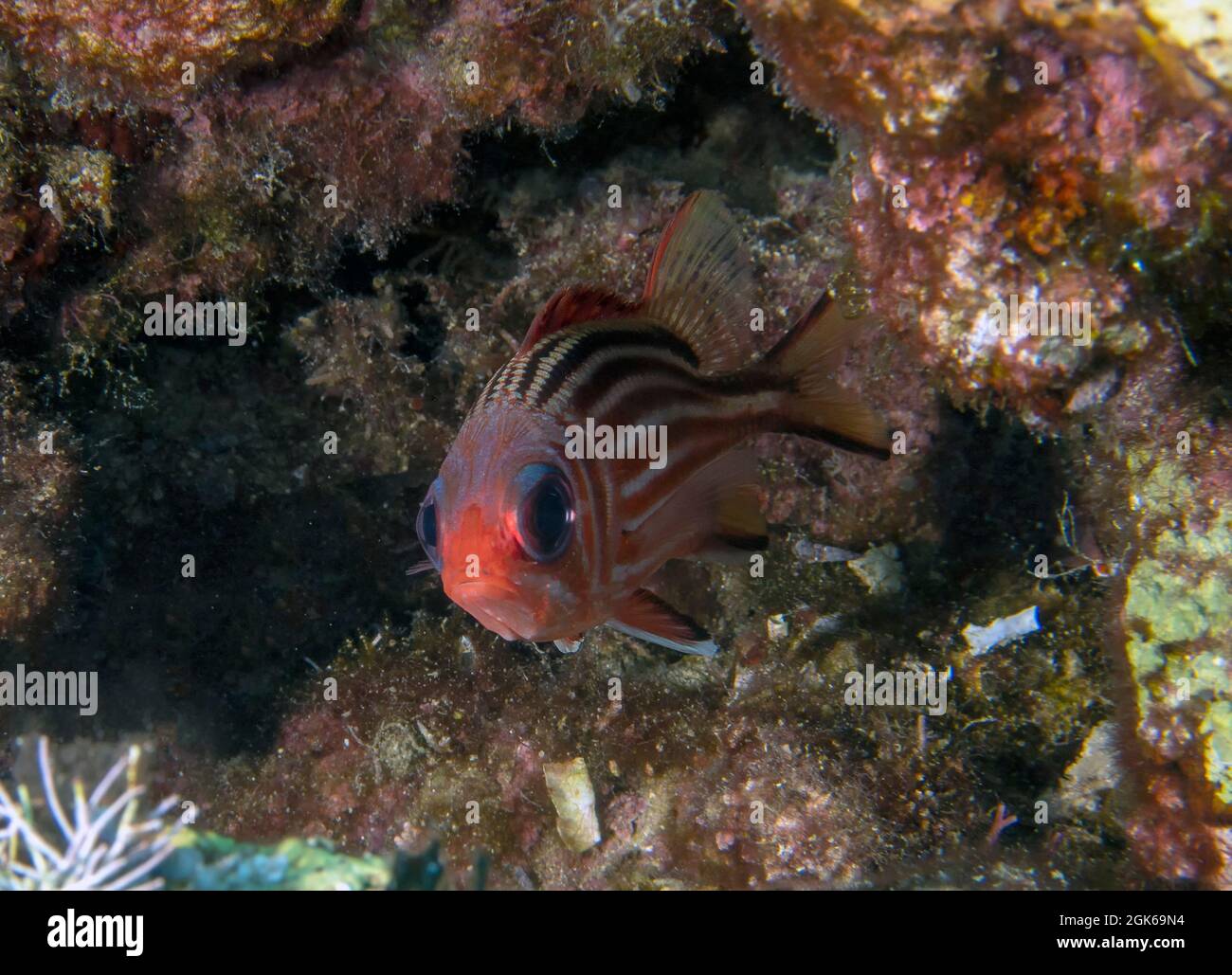 A lone Redcoat (Sargocentron rubrum) in the Mediterranean Sea Stock ...