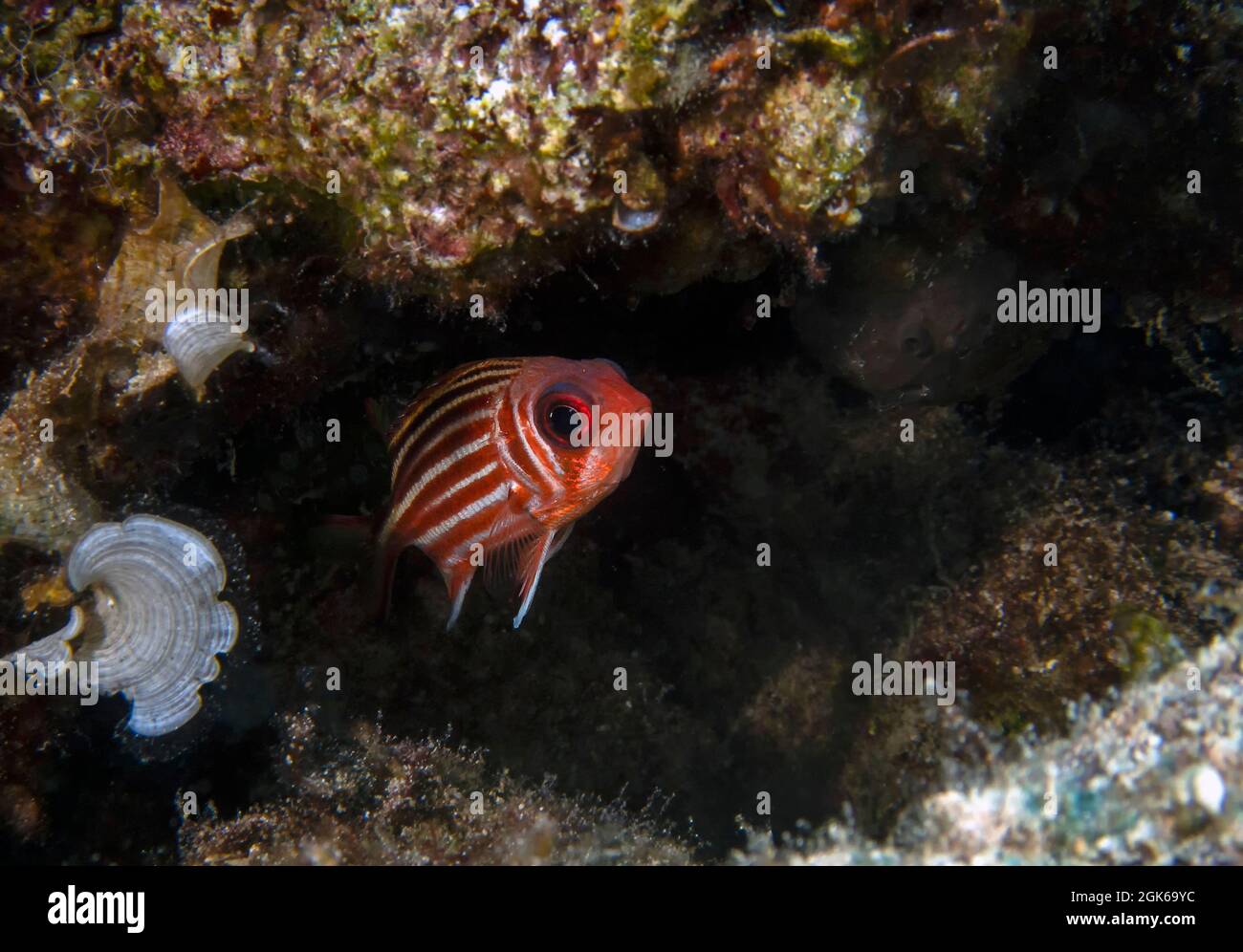 A lone Redcoat (Sargocentron rubrum) in the Mediterranean Sea Stock ...