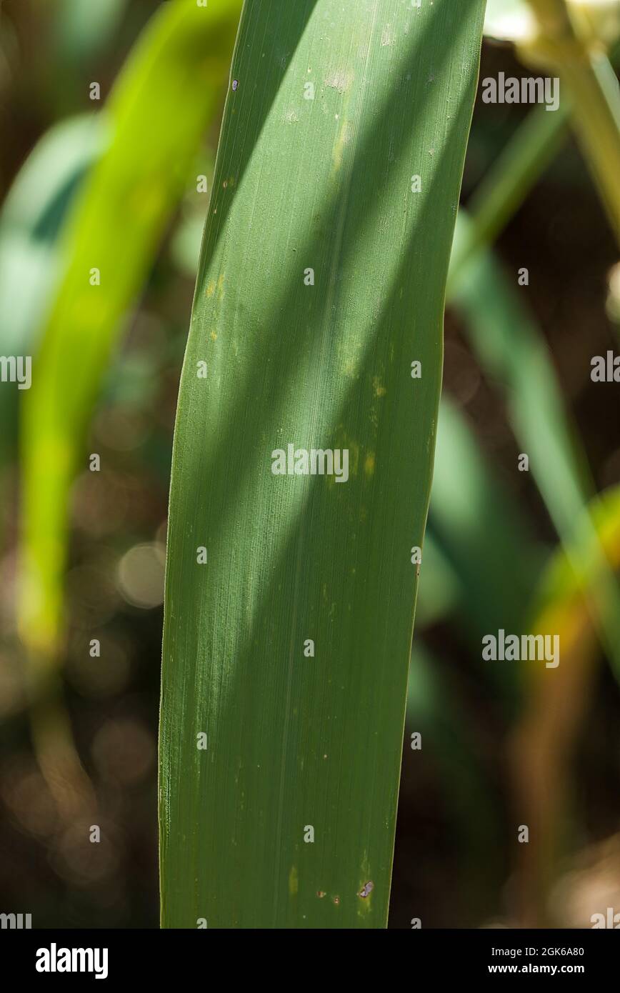 Worldly items hi-res stock photography and images - Alamy