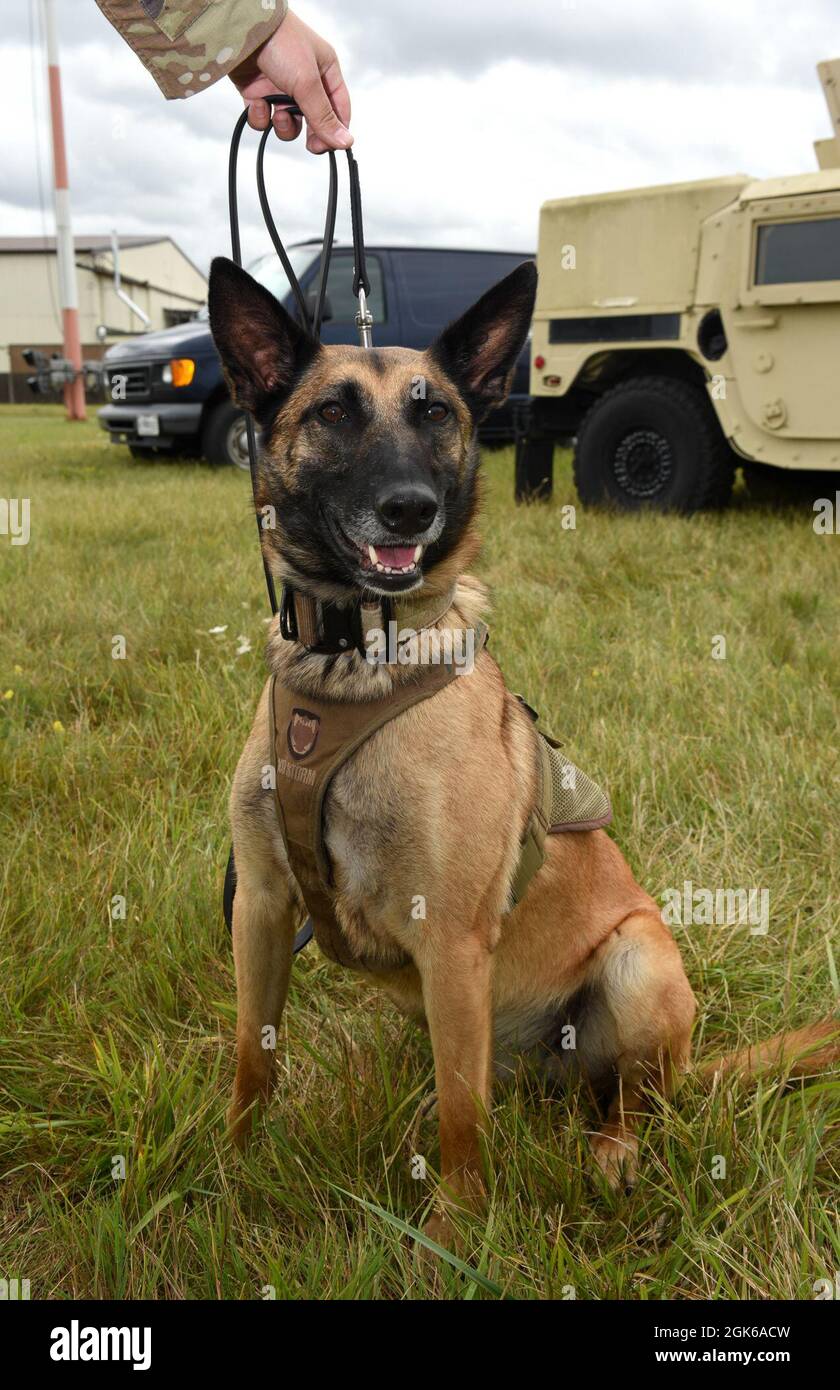 U.S. Air Force Military Working Dog Uta smiles for her photo as she ...