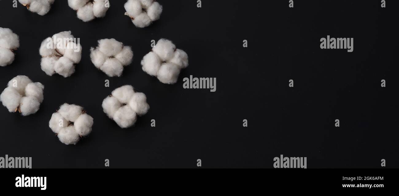 Cotton flowers isolated on black background. studio shot flat lay top ...