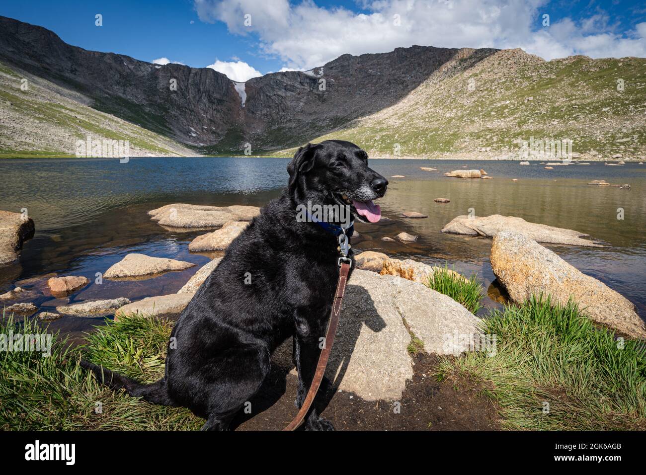 Black labrador retriever dog sits in front of Summit Lake, along the Mt ...