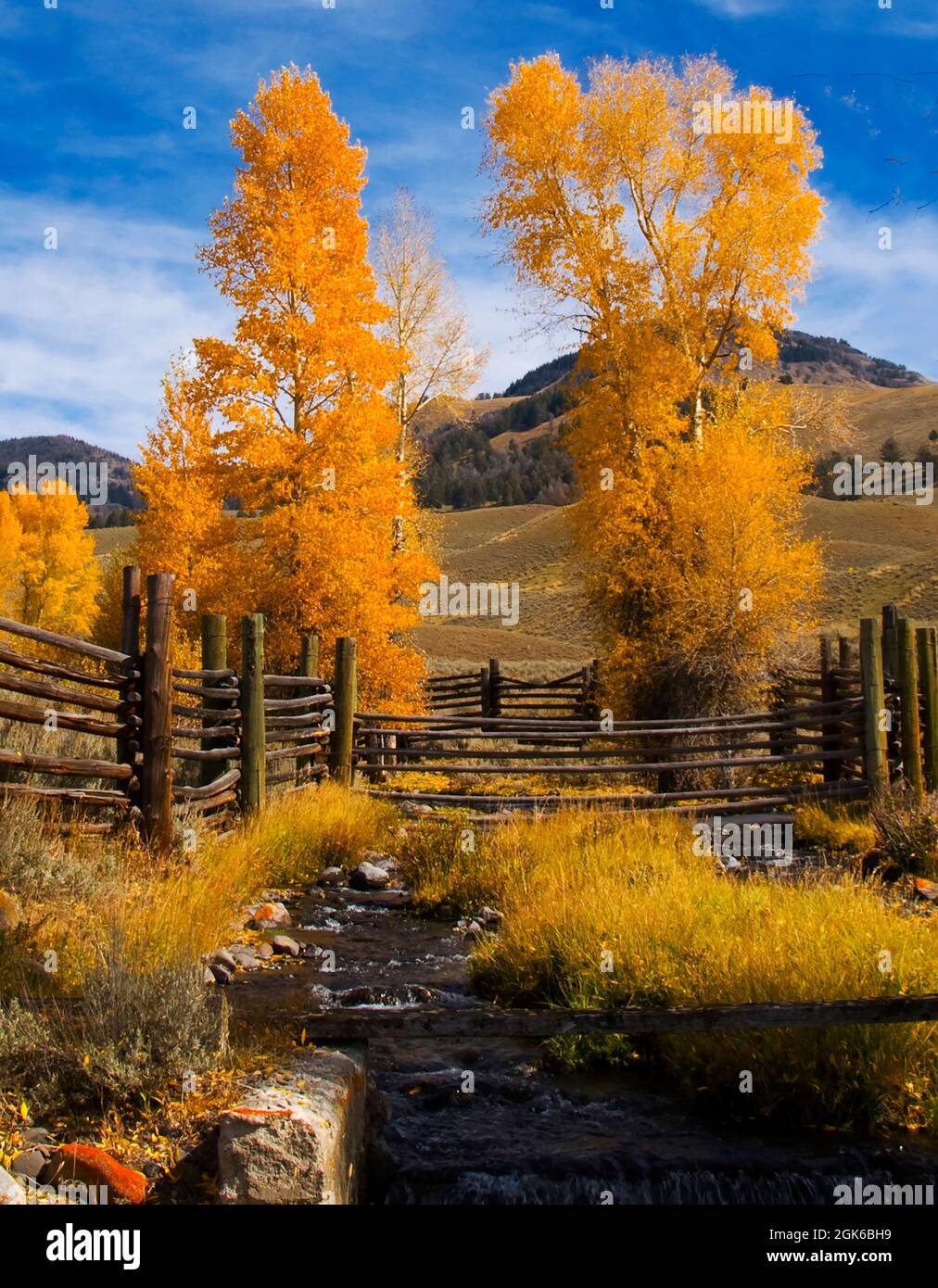 Yellowstone National Park in the Fall with Aspens Stock Photo - Alamy