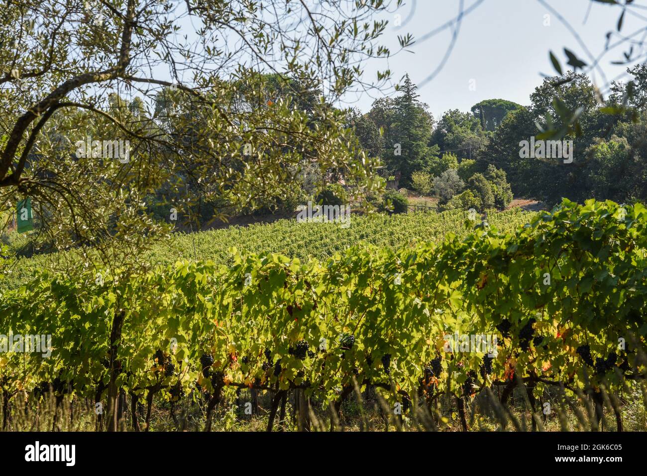Vigneto della toscana hi-res stock photography and images - Alamy