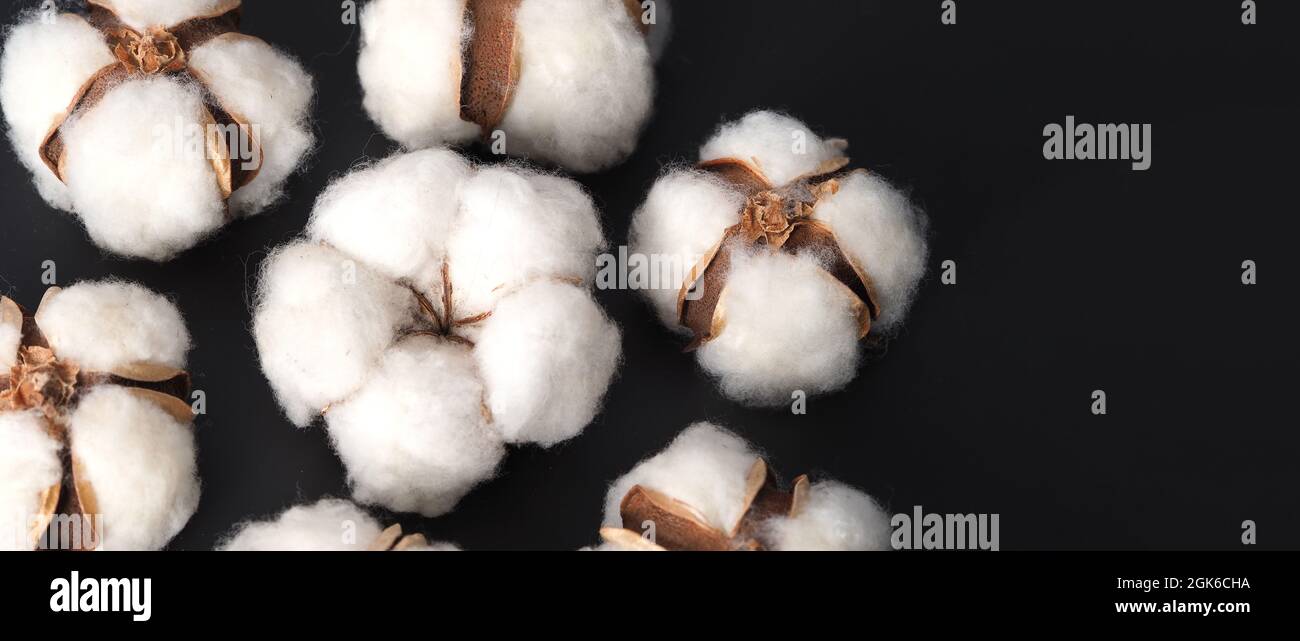 Cotton flowers isolated on black background. studio shot flat lay top ...