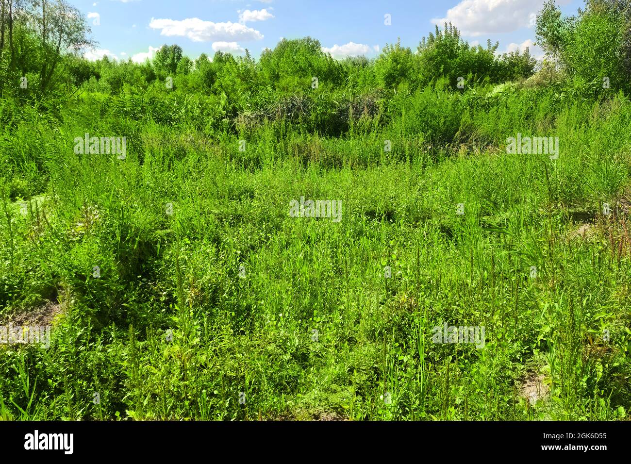 Summer landscape of green meadow and blue sky Stock Photo - Alamy