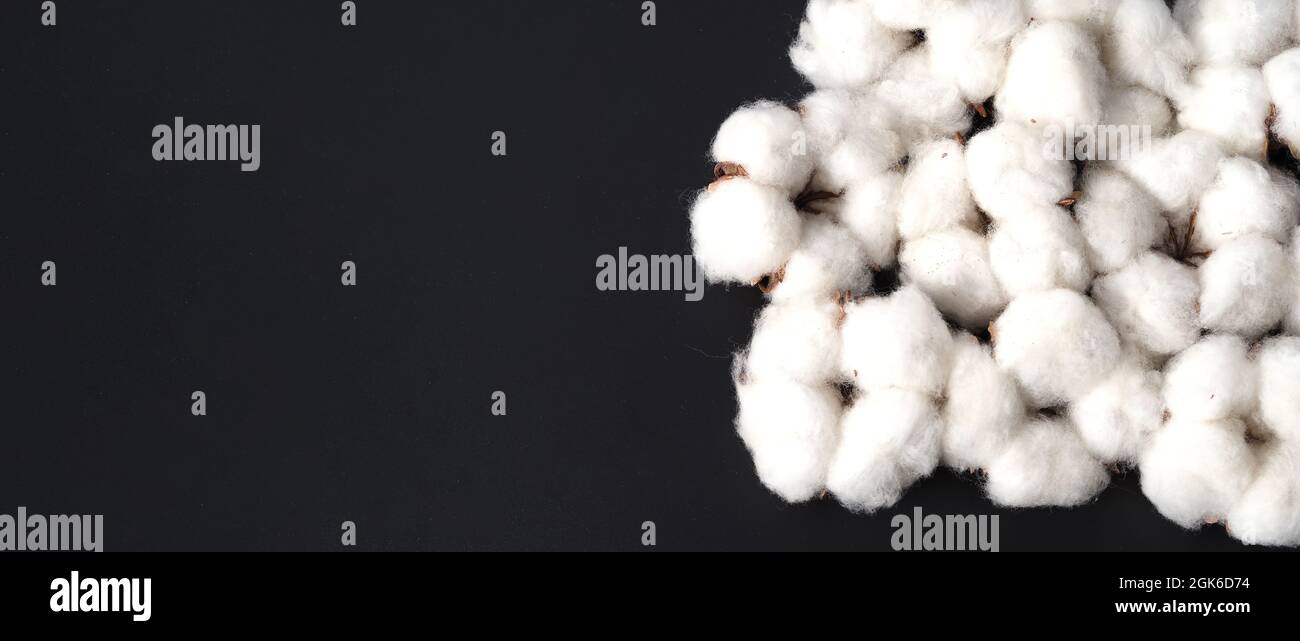 Cotton flowers isolated on black background. studio shot flat lay top ...