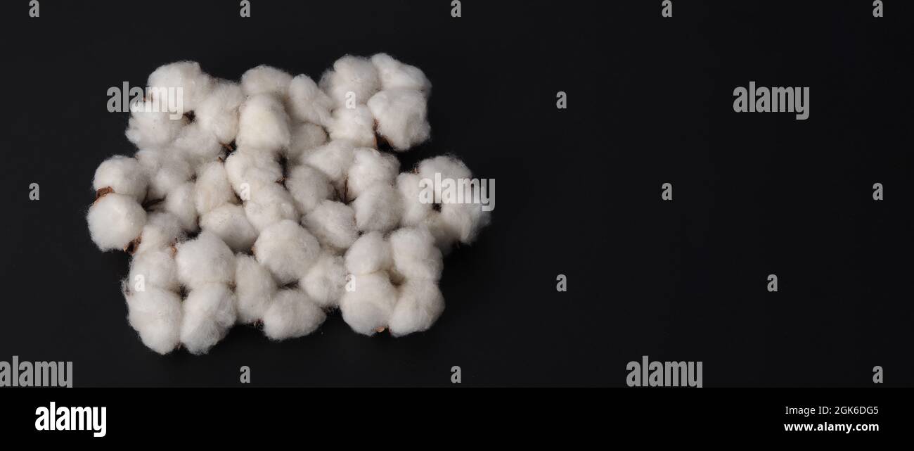 Cotton flowers isolated on black background. studio shot flat lay top ...