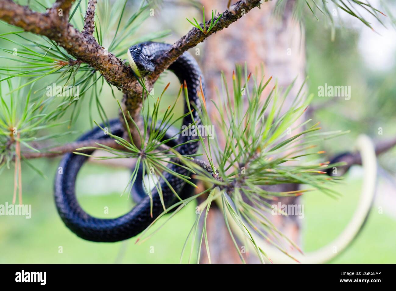 A venomous black snake lurked on green branch of a fir tree Stock Photo ...