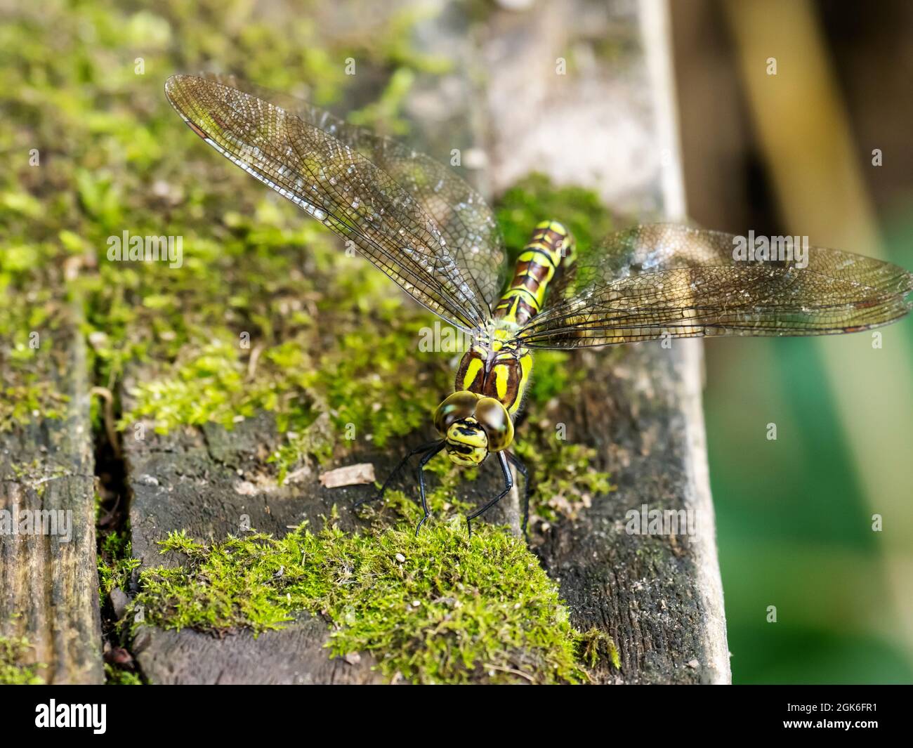 A Southern Hawker dragonfly, Aeshna cyanea at Leighton Moss, Lancashire ...