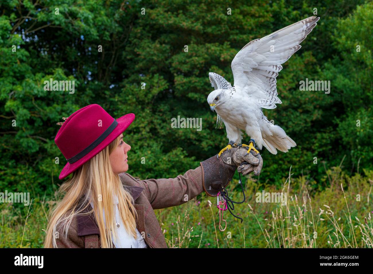 A young blonde lady falconer with a five-year-old female Gyrfalcon, who ...