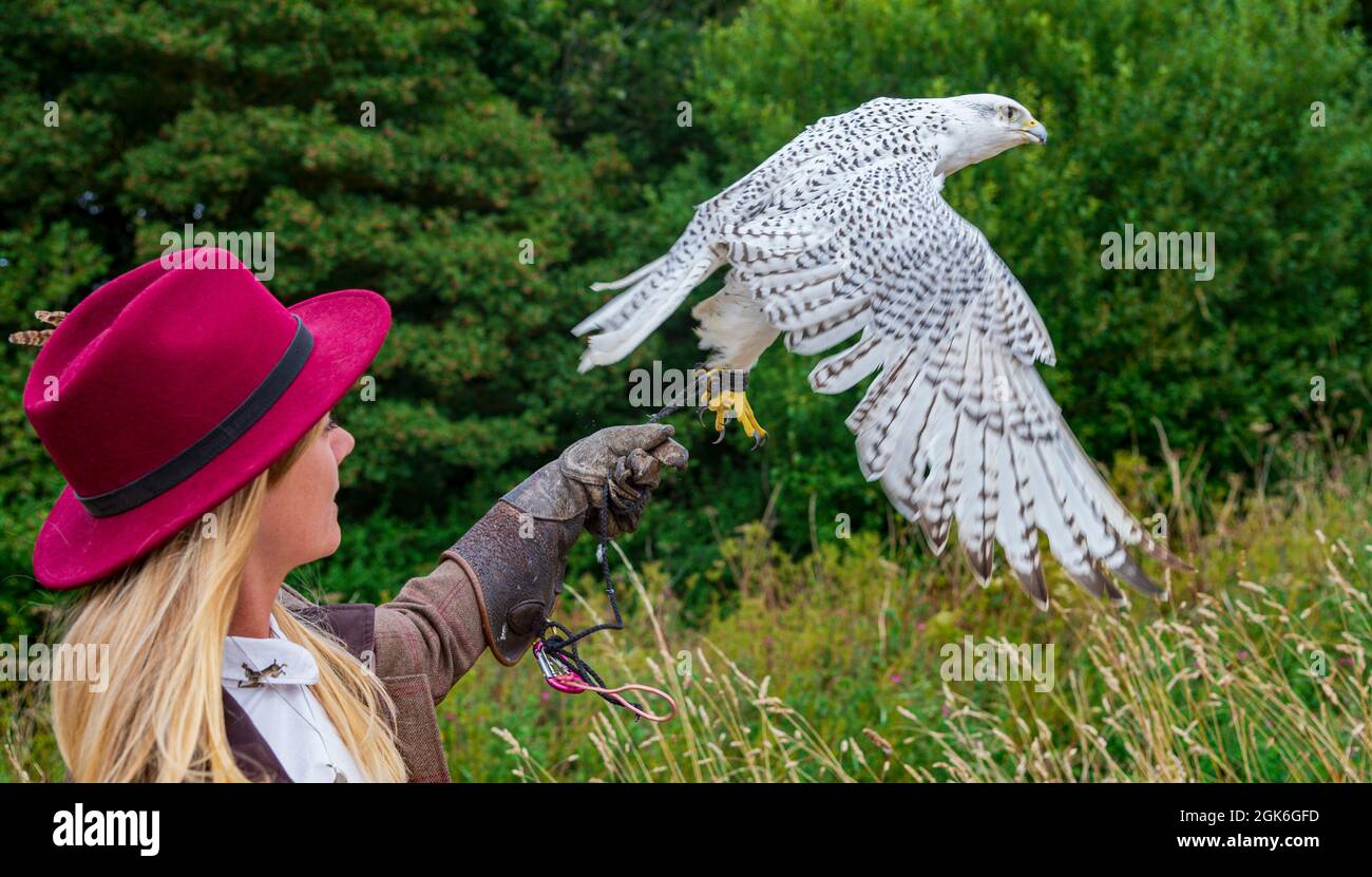 A young blonde lady falconer with a five-year-old female Gyrfalcon, who ...