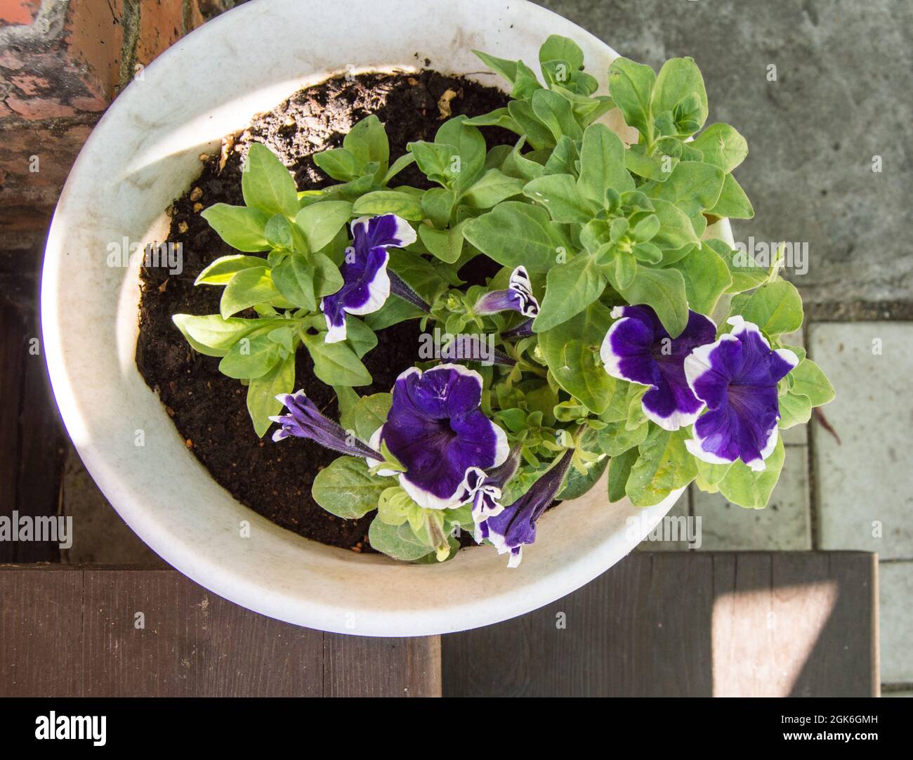 A white pot with purple petunia stands on the open veranda top view on ...