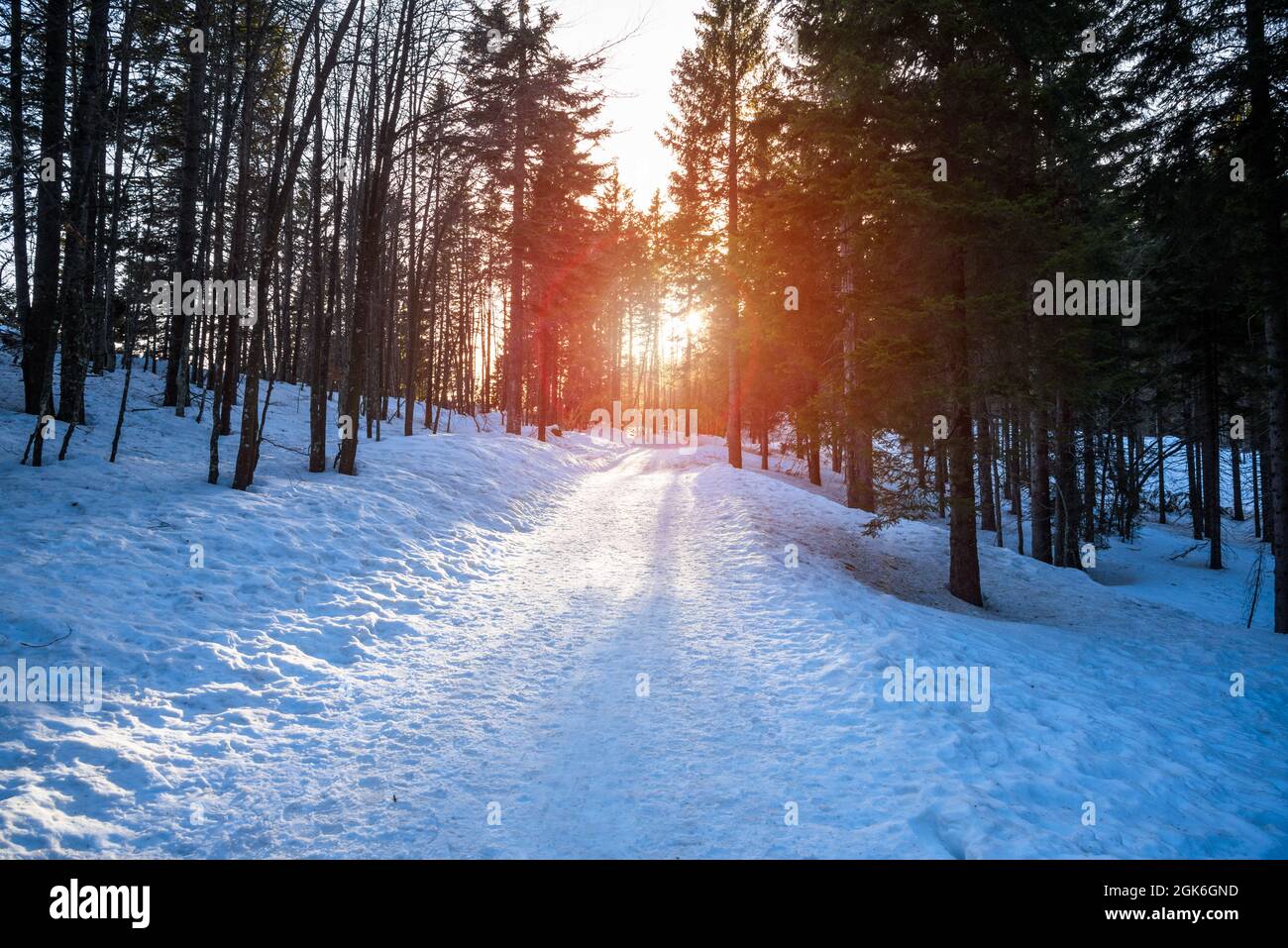 Deserted snow covered path through a forest in the mountains at sunset ...