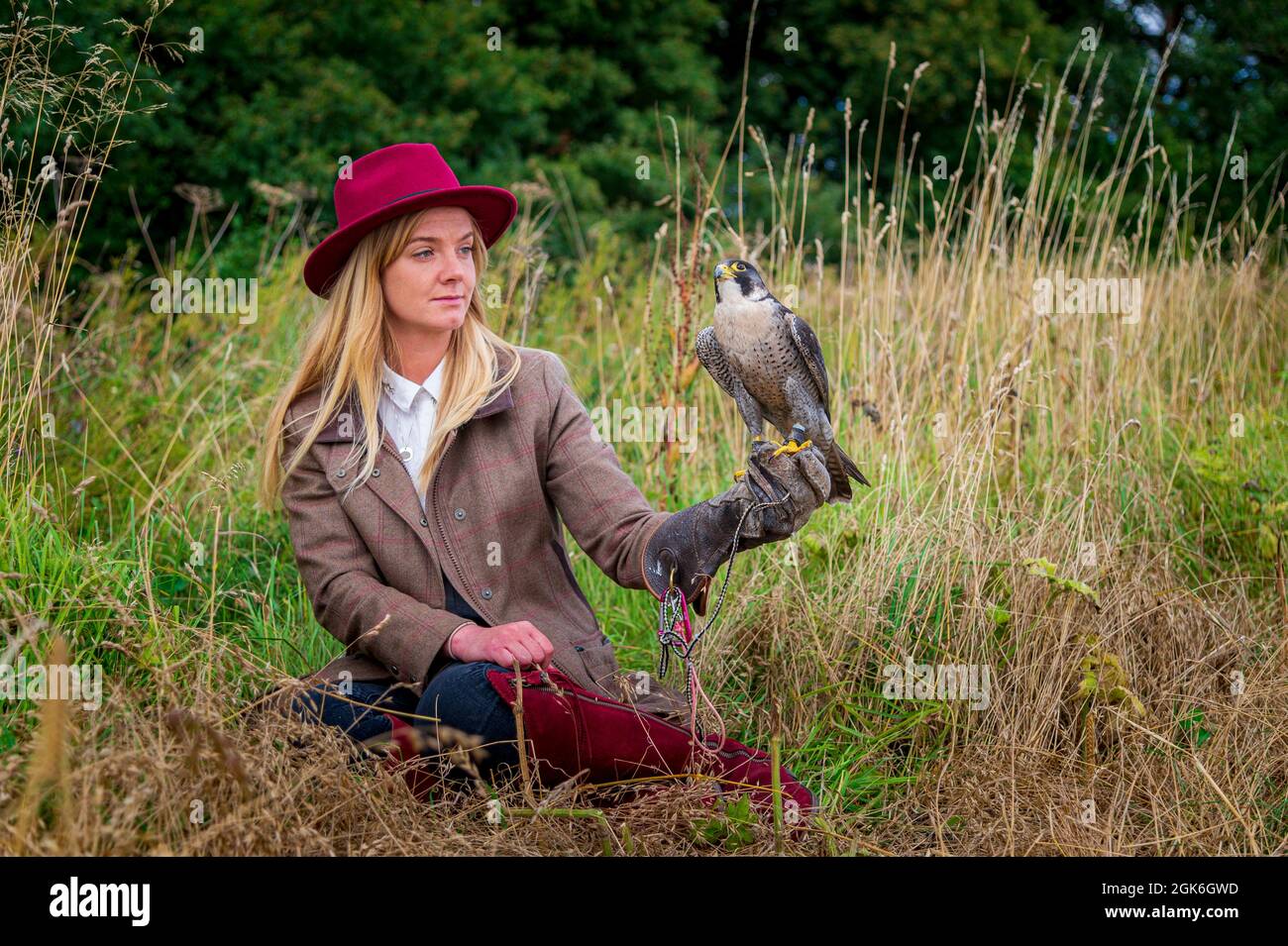 A young blonde lady falconer with a Peregrine Falcon, who is a popular ...