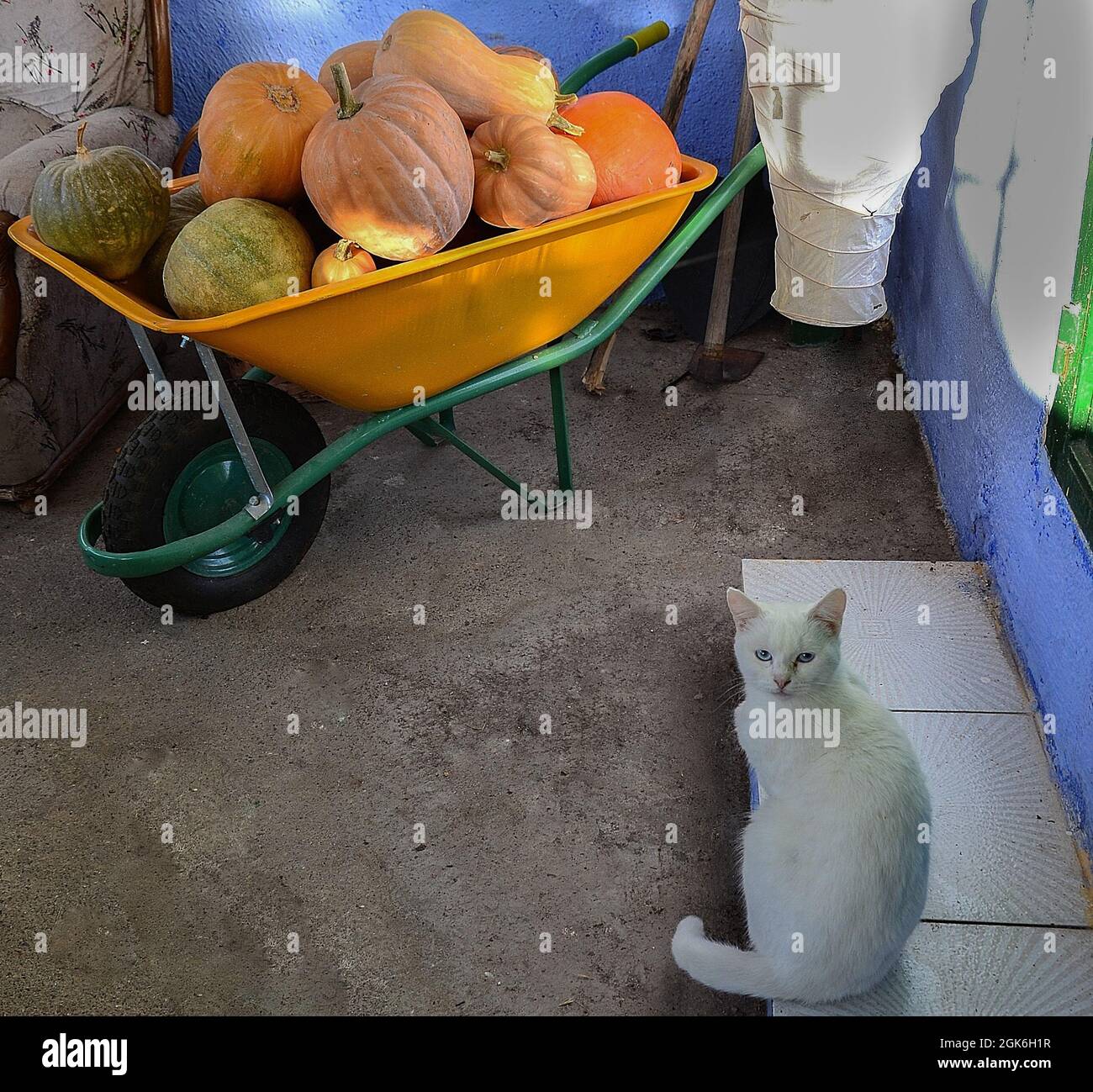 Domestic cat wheelbarrow hi-res stock photography and images - Alamy