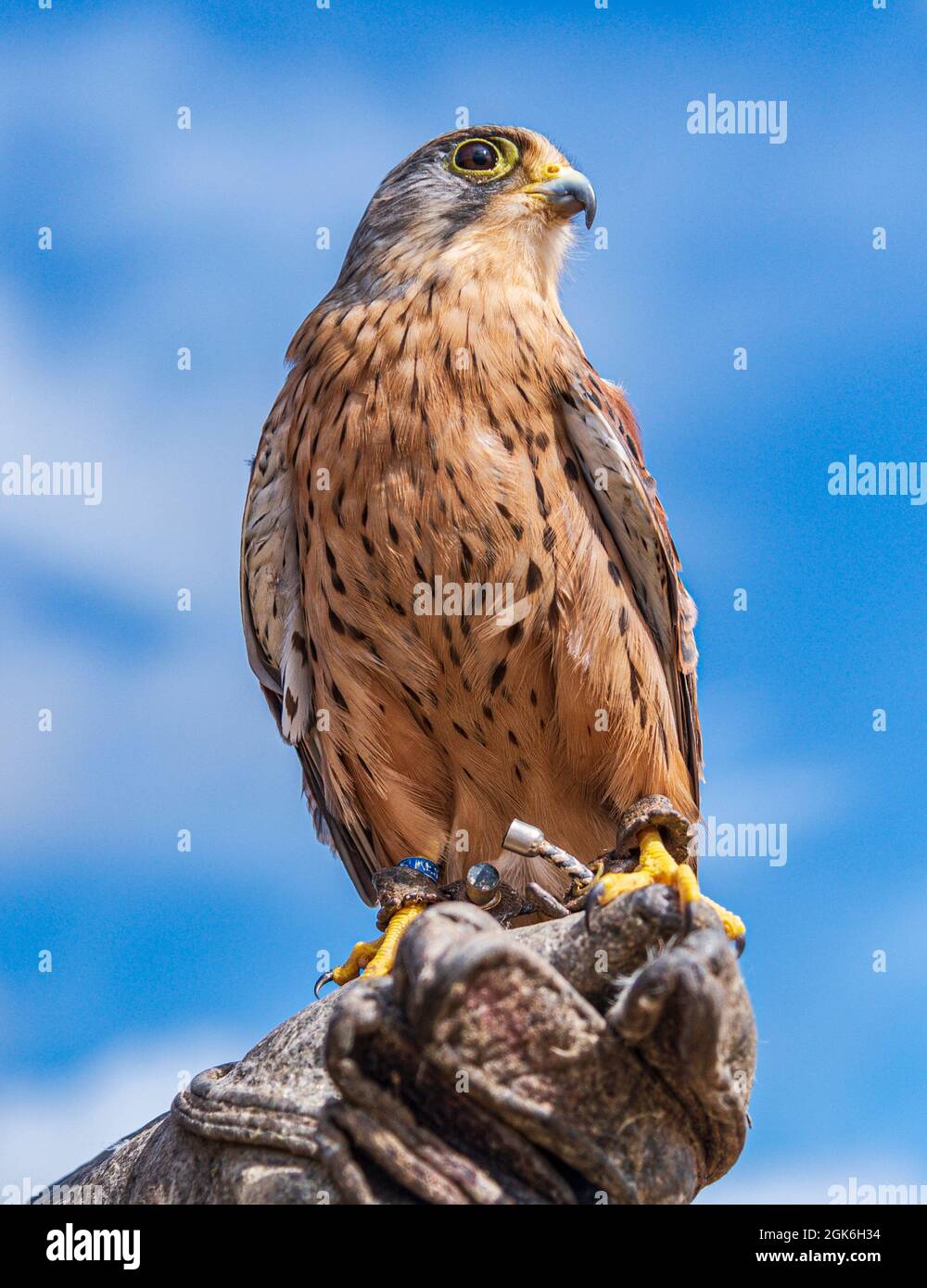 A falconer's Kestrel, who is a popular attraction on falcon experience ...