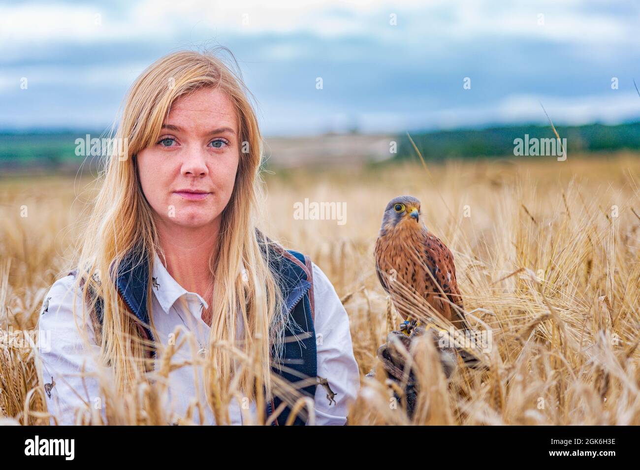 A young blonde lady falconer with a Kestrel, who is a popular ...