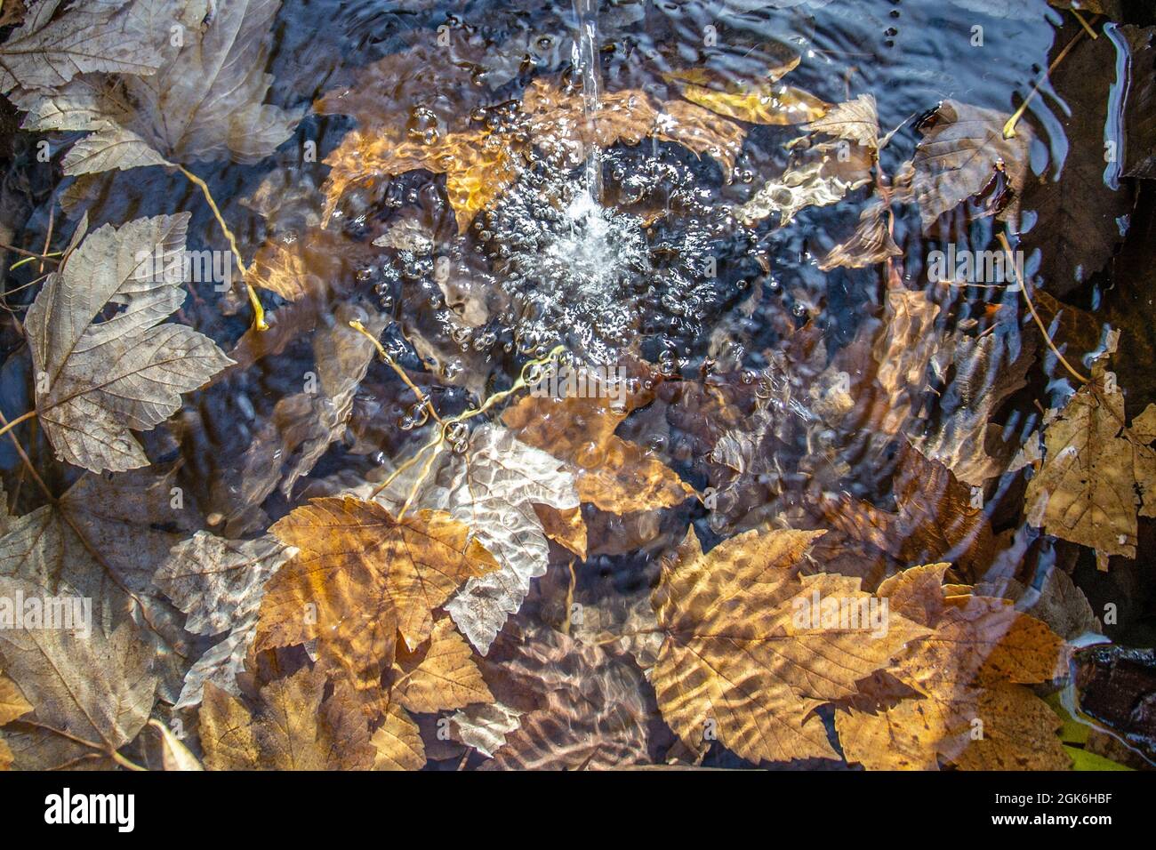 autumn leaves in water. Natural abstract background Stock Photo - Alamy