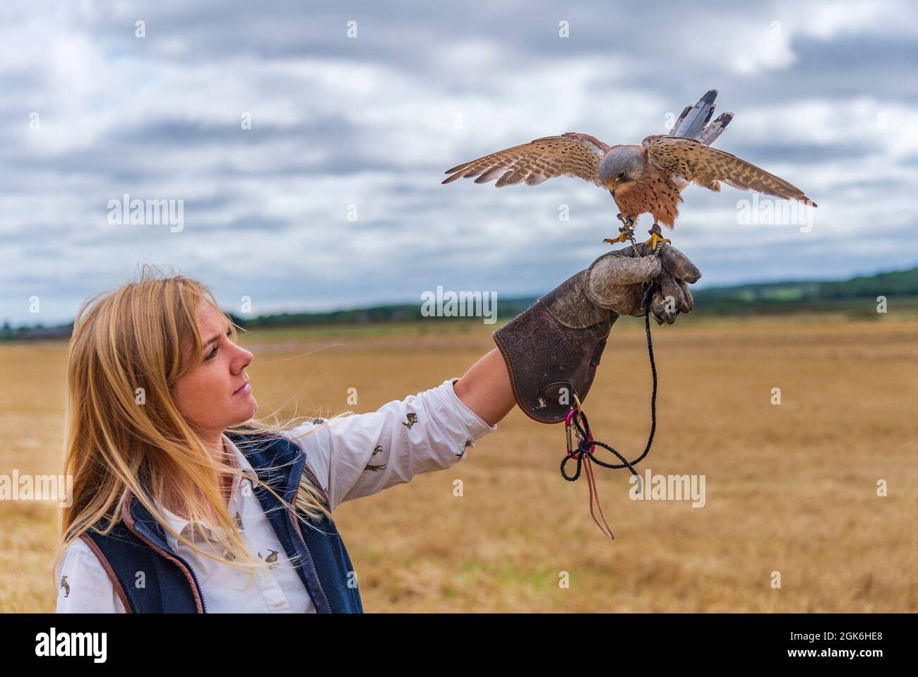 A young blonde lady falconer with a Kestrel, who is a popular ...