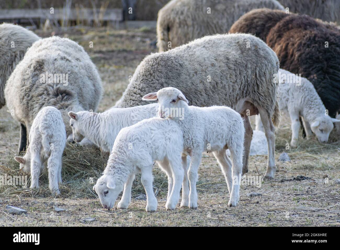 A group of adult and young sheep graze outdoors in an enclosed area ...