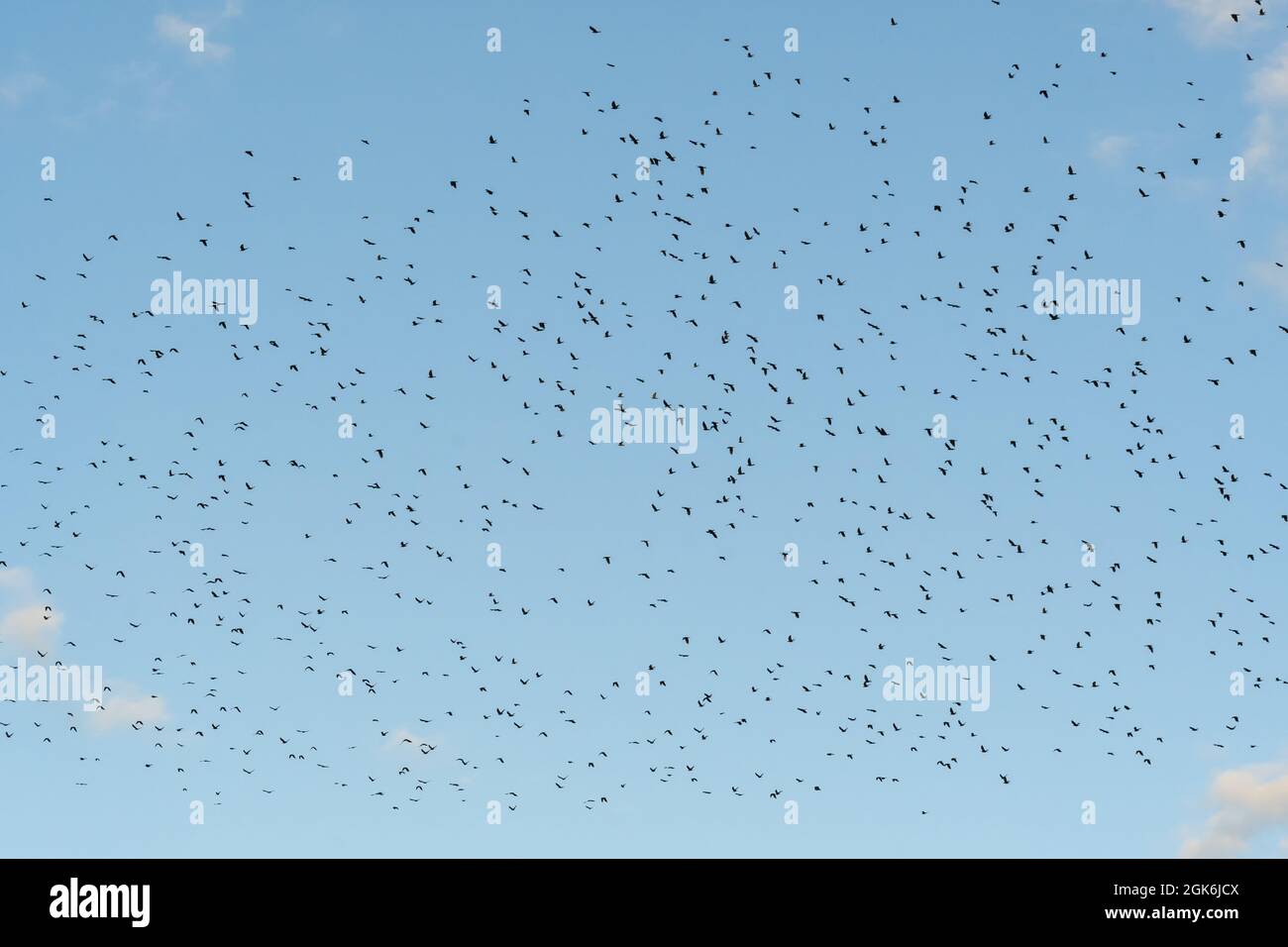 Large cluster of birds flying in the blue sky. Silhouettes of flying ...