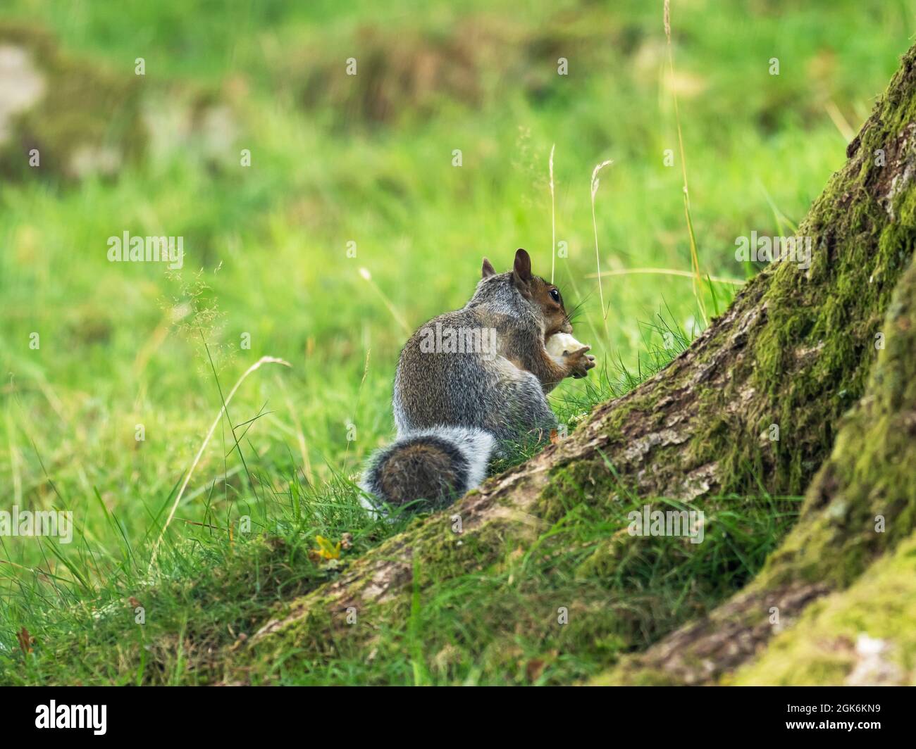 A Grey Squirrel carrying a conker to bury in Windermere, UK Stock Photo ...