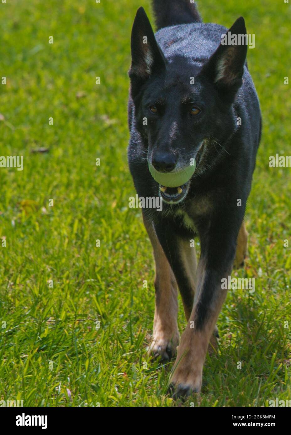 U.S. Marine Corps military working dog (MWD) Sisi, with 3rd Law ...
