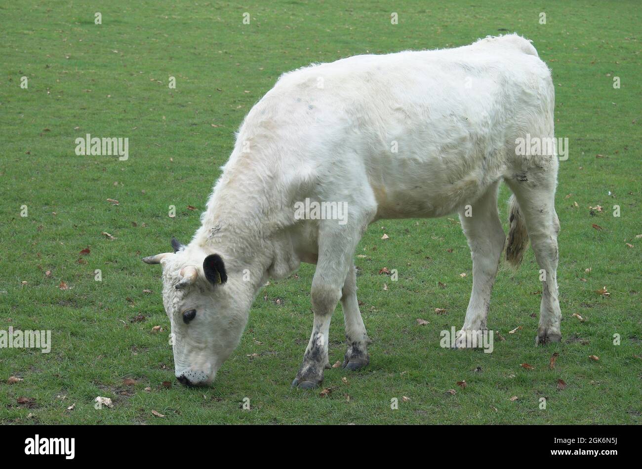 British White Cow Stock Photo - Alamy