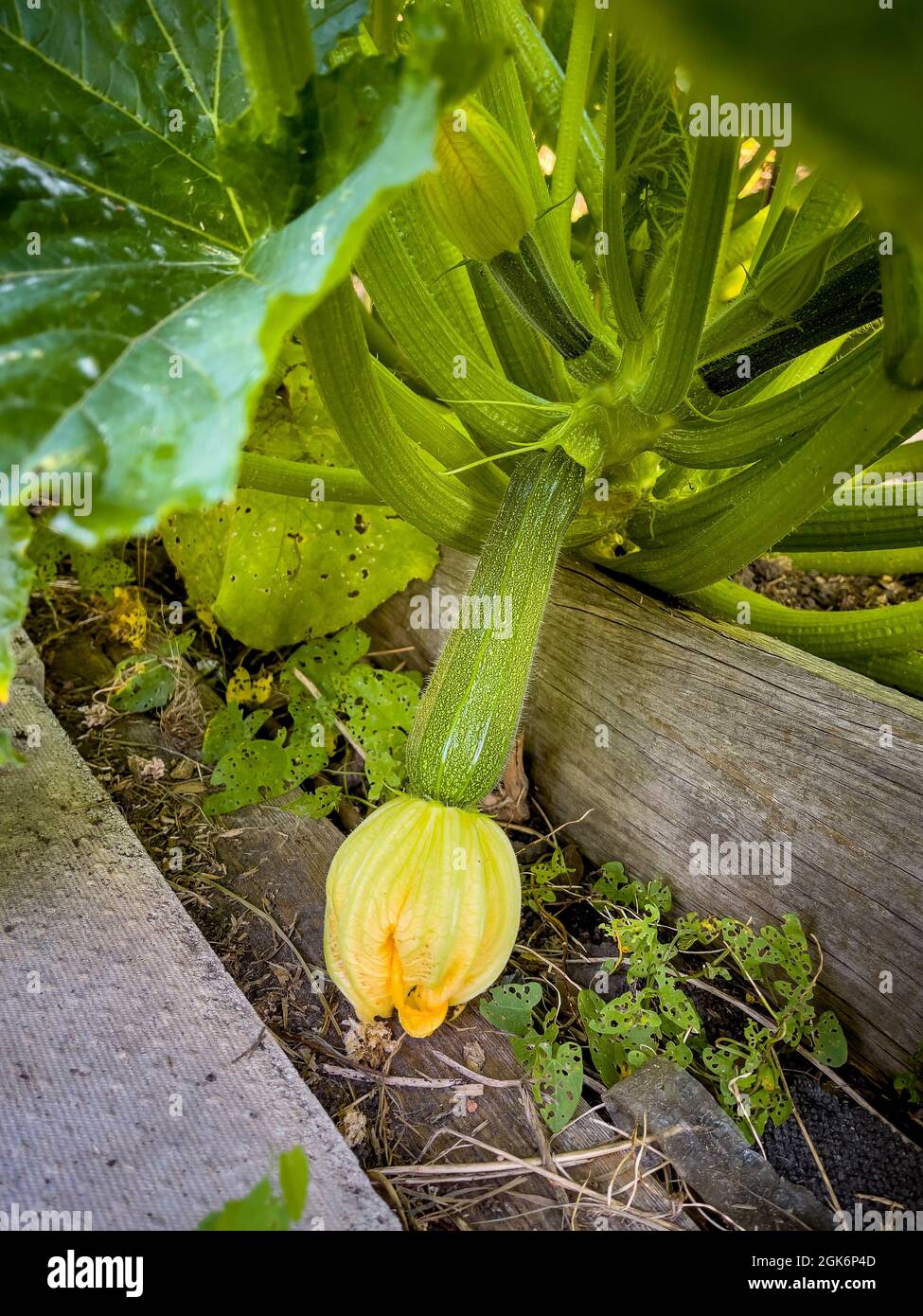 Courgette with yellow flower attached growing over the wooden edge of a ...