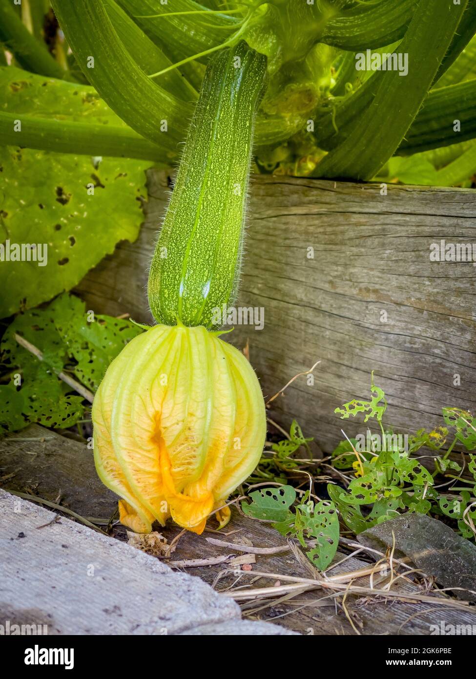 Courgette growing uk hi-res stock photography and images - Alamy