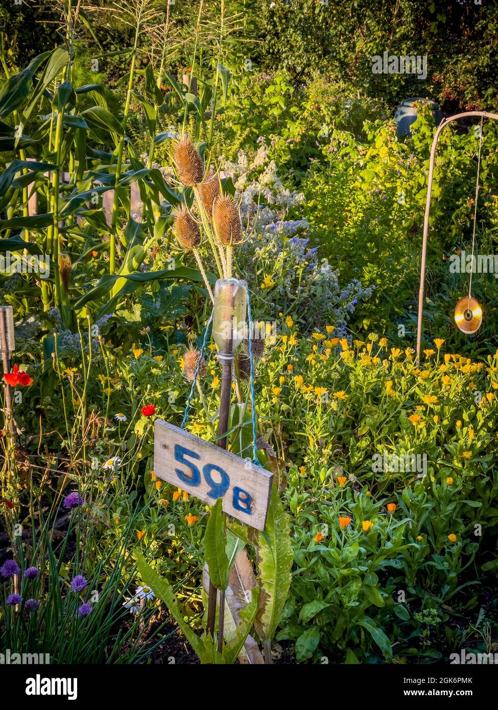 Homemade wooden allotment plot number, along with a CD bird scarer ...