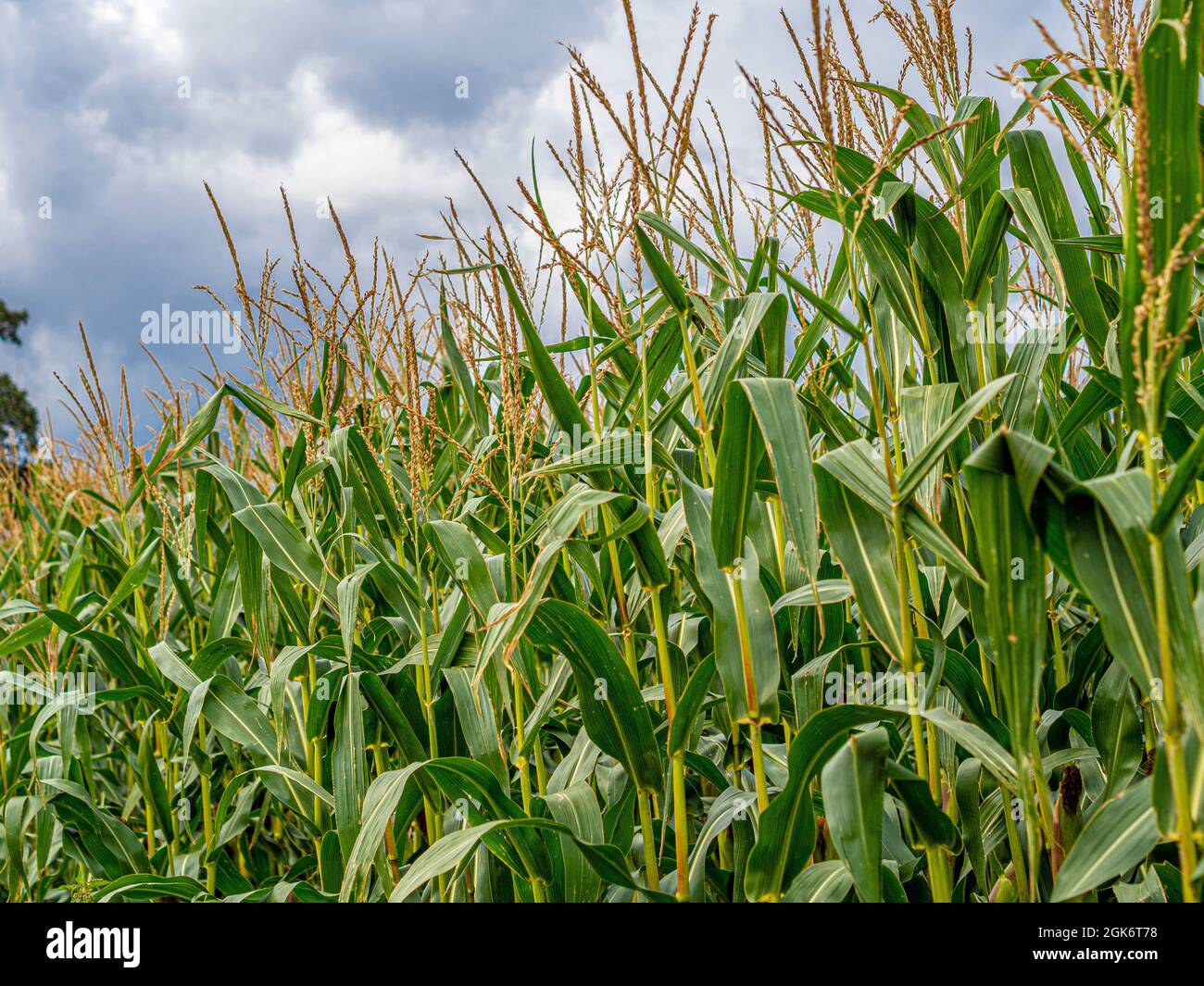 Corn growing in field Stock Photo - Alamy