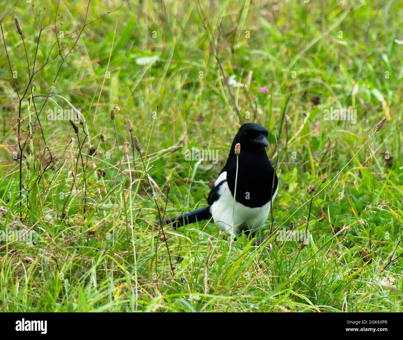 Mag tail hi-res stock photography and images - Alamy
