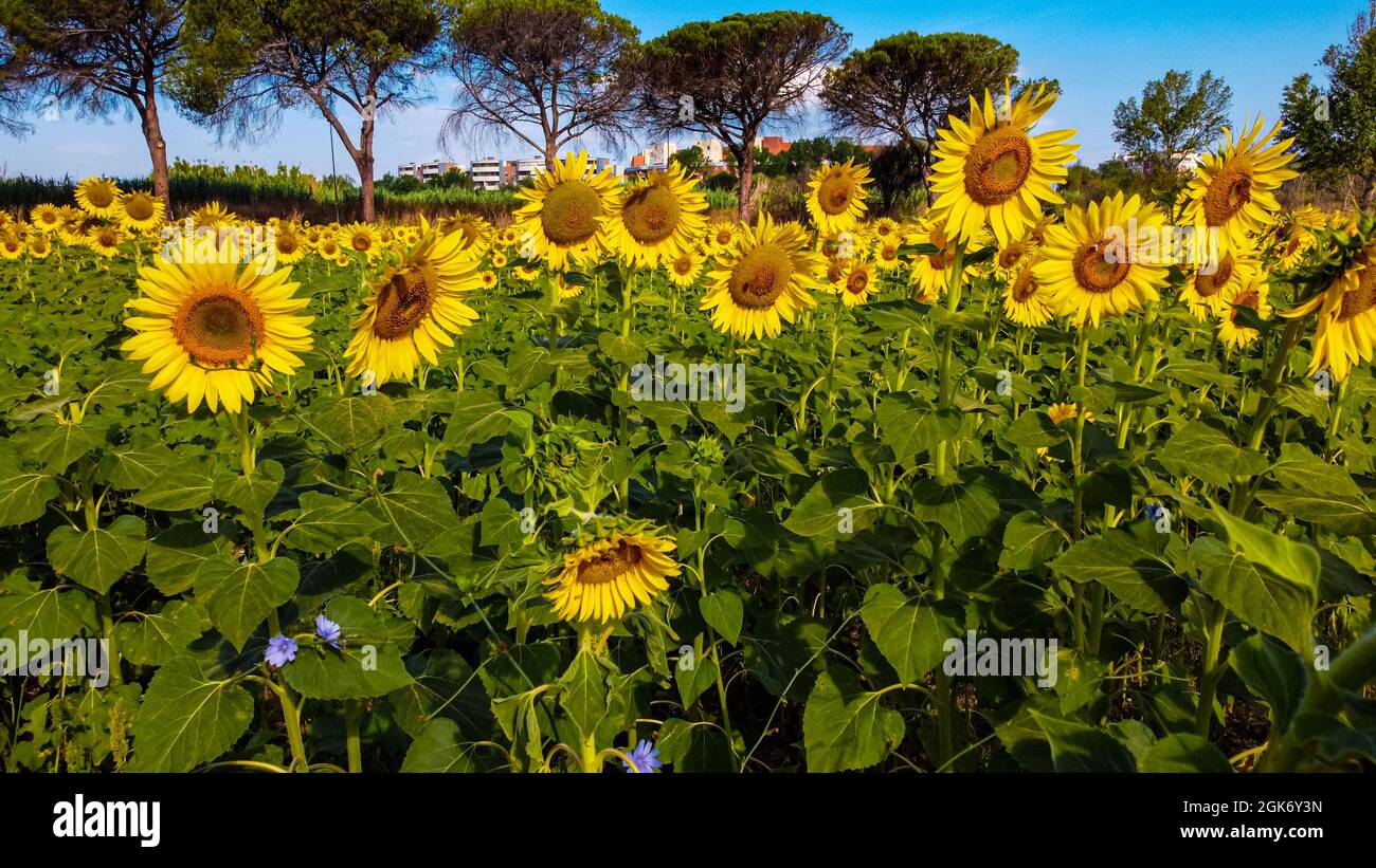 Aerial view of sunflowers Stock Photo - Alamy