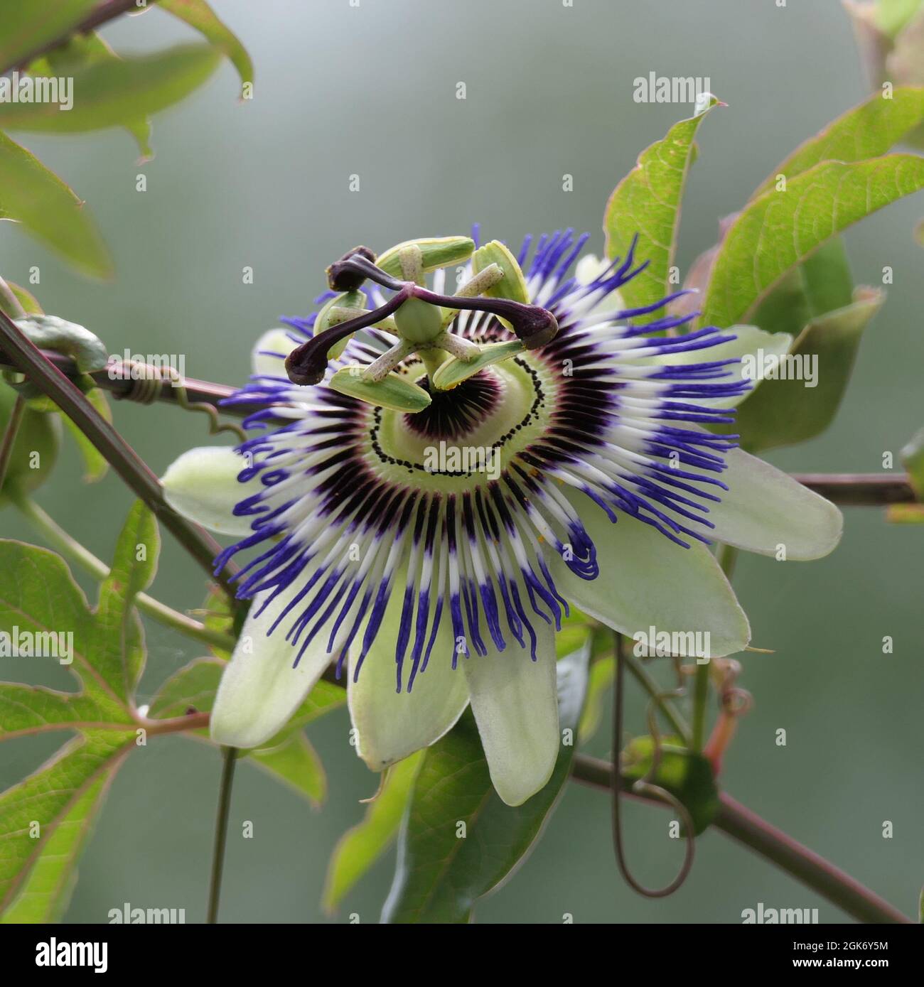 blue passionflower, Passiflora caerulea, blossom in German garden Stock ...