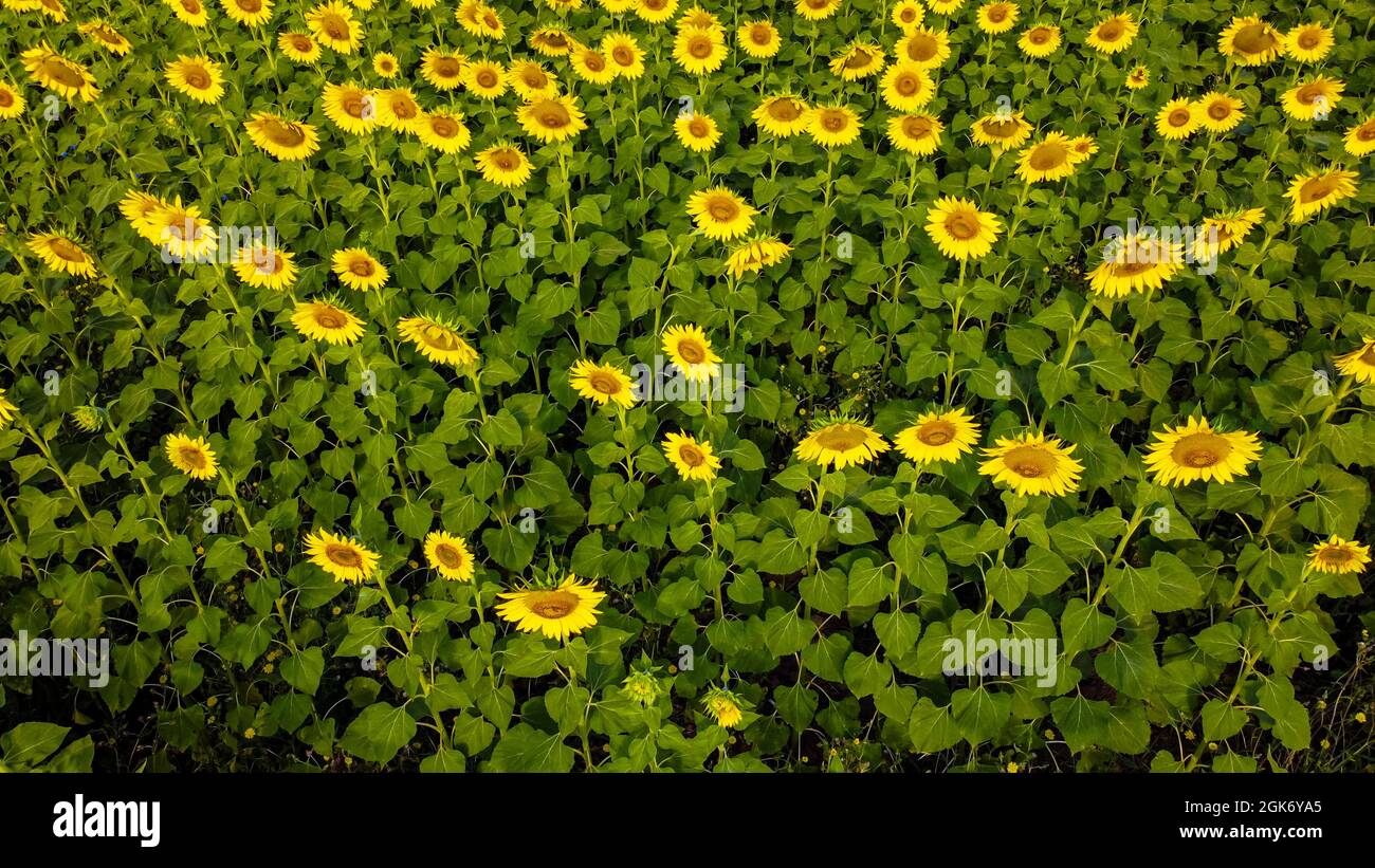 Aerial view of sunflowers Stock Photo - Alamy
