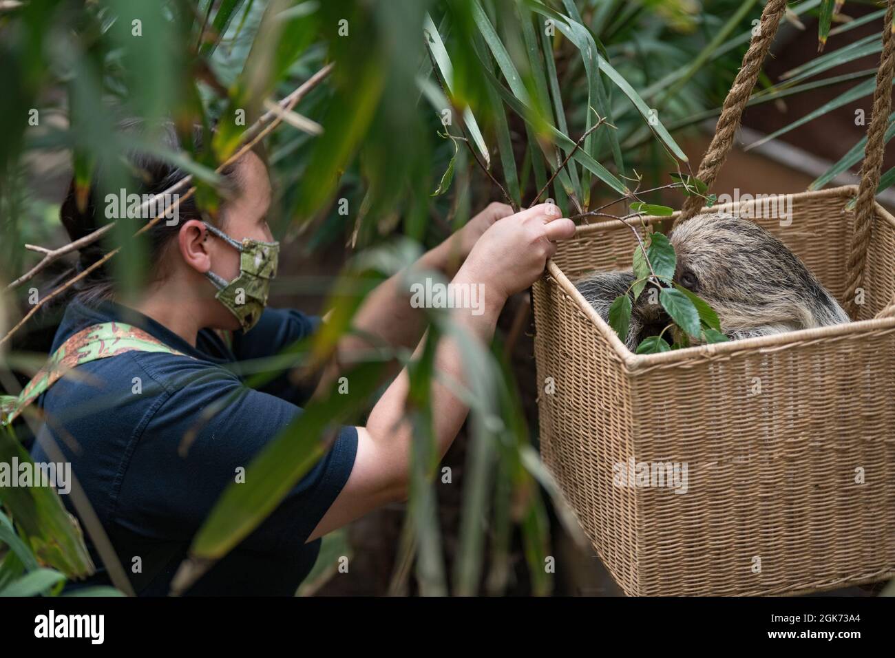 Linnes two toed sloth edinburgh zoo hi-res stock photography and images ...