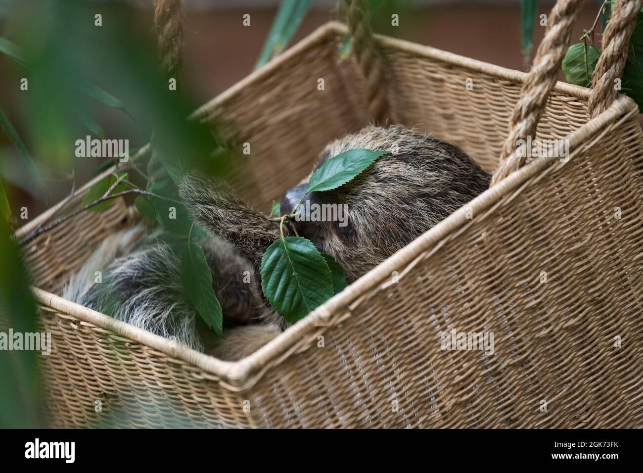 Edinburgh, UK. Mon 13 September 2021. Edinburgh Zoo celebrates the ...