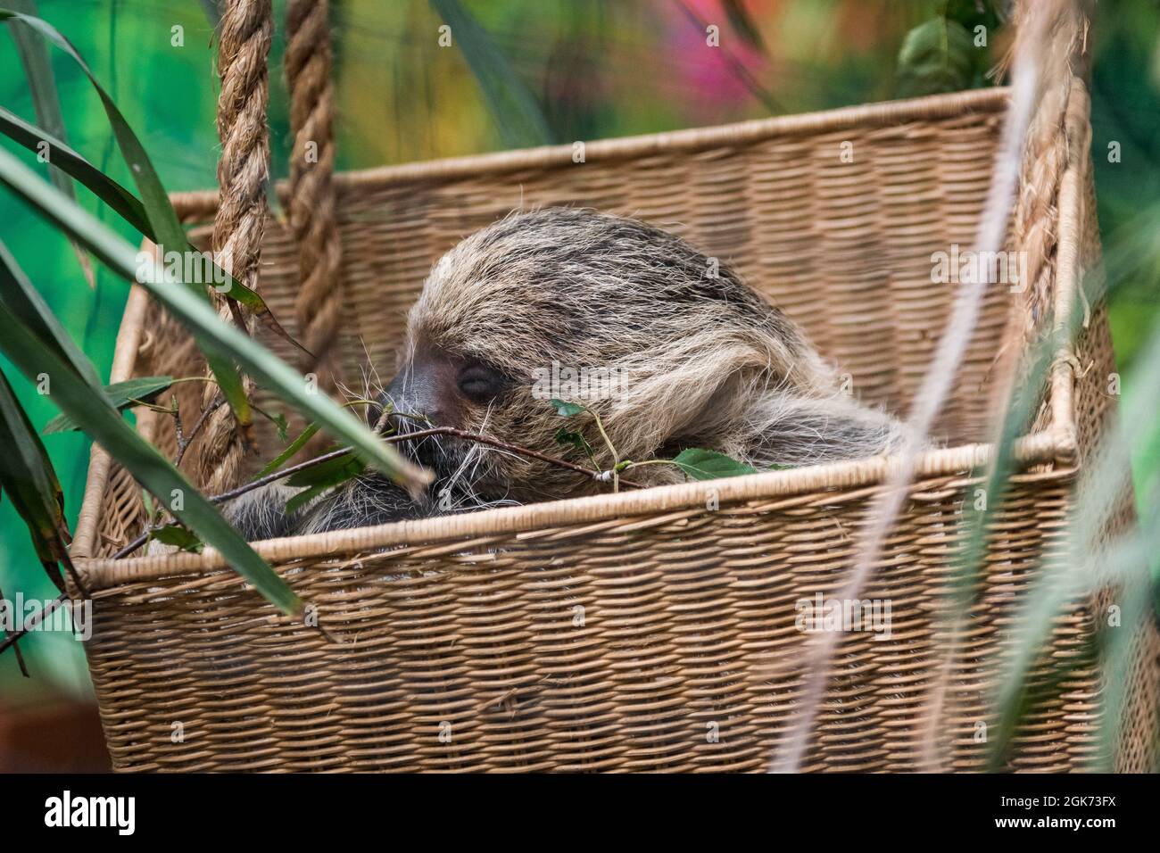 Edinburgh, UK. Mon 13 September 2021. Edinburgh Zoo celebrates the ...