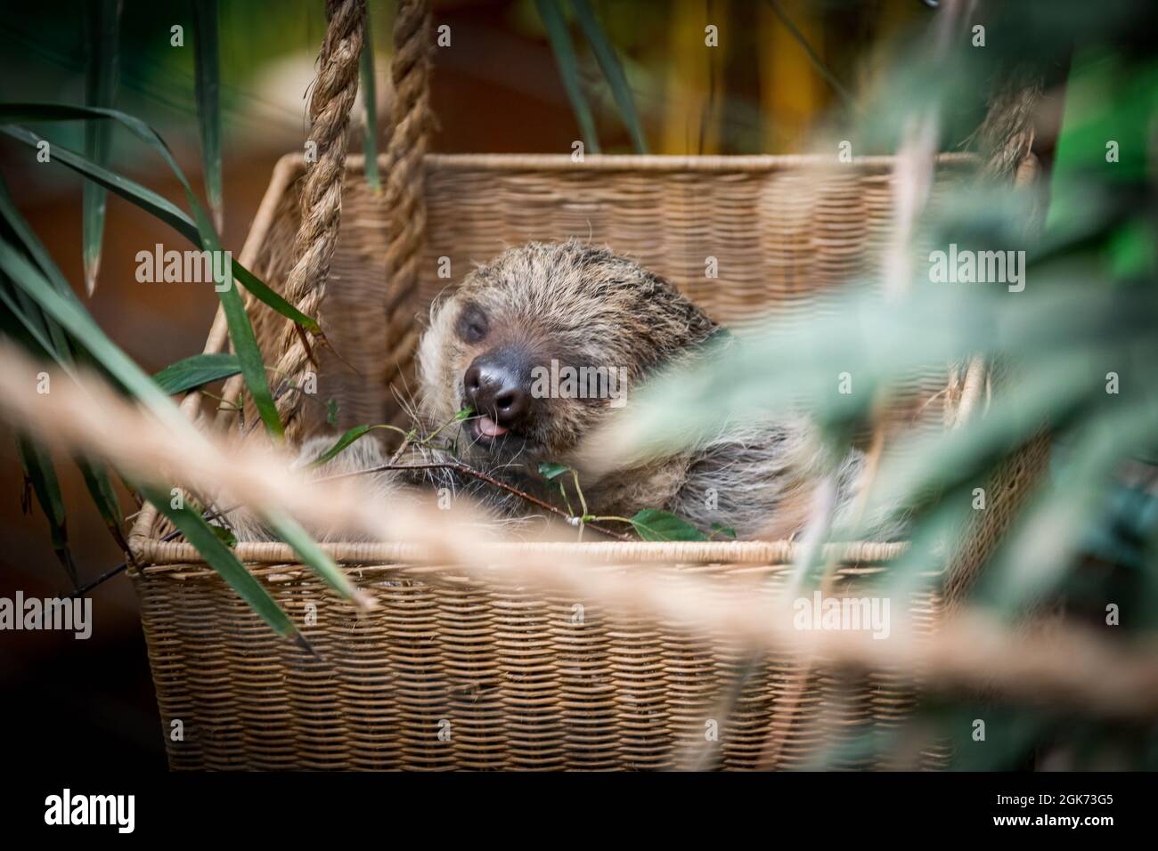 Edinburgh, UK. Mon 13 September 2021. Edinburgh Zoo celebrates the ...
