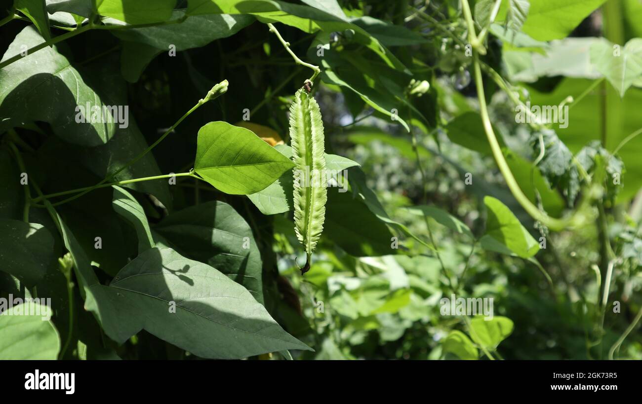 Hanging winged bean hi-res stock photography and images - Alamy