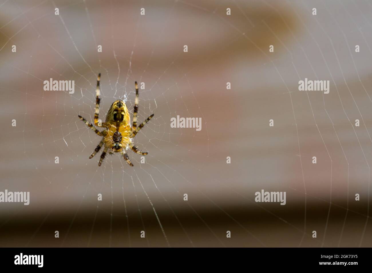 Closeup of a garden spider on the web Stock Photo - Alamy